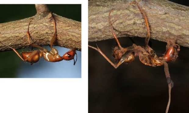 Climate change forced zombie ant fungi to adapt — Science Bulletin