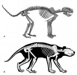 First-ever look at complete skeleton of Thylacoleo, Australia's extinct ...