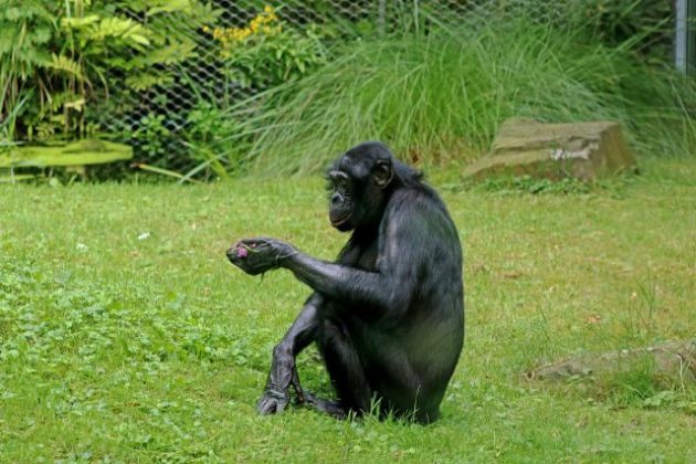 Whole genomes map pathways of chimpanzee and bonobo divergence ...