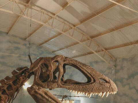 Extinct 'horned' crocodile gets new spot in the tree of life — Science ...